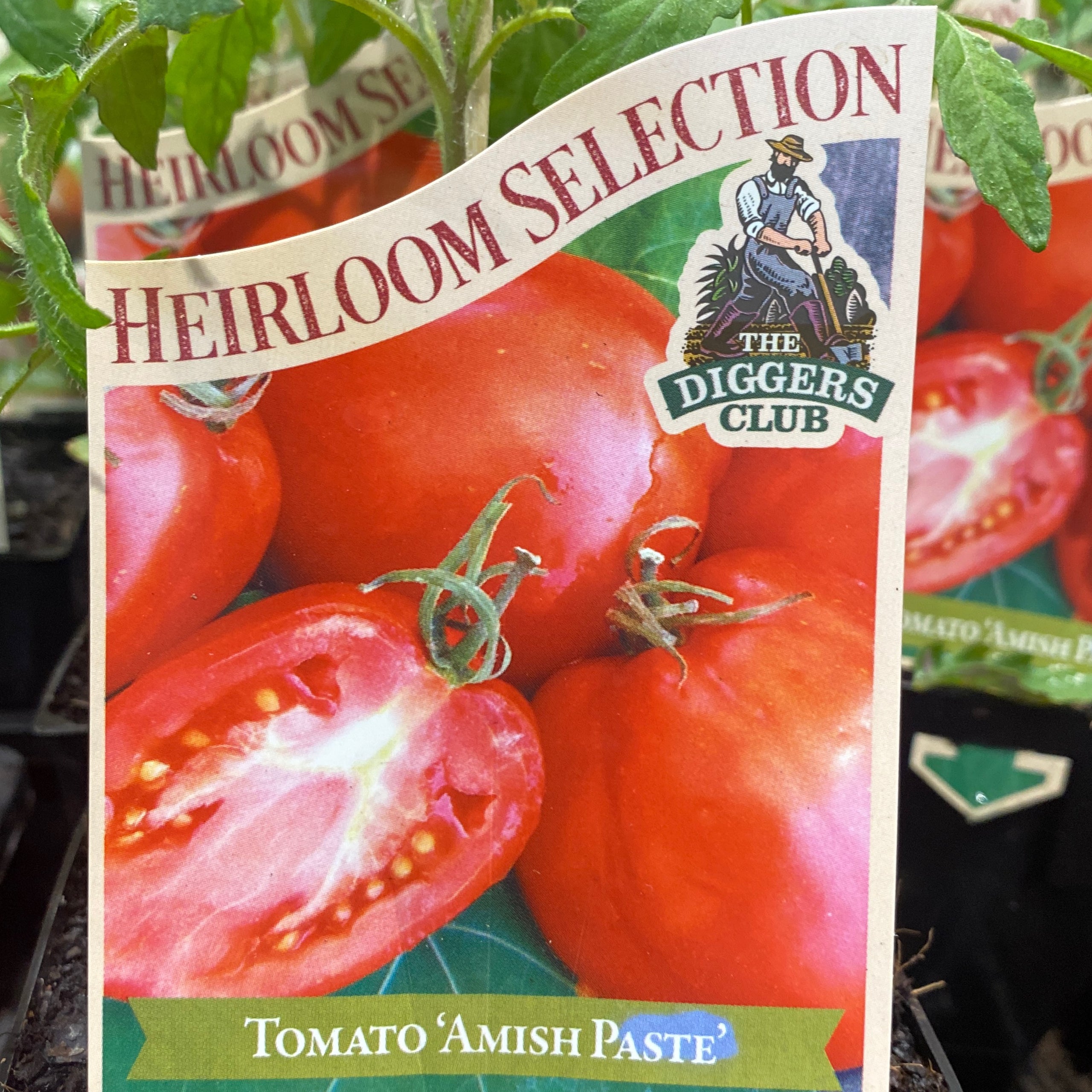 Tomato amish paste seedling | D'Alia's