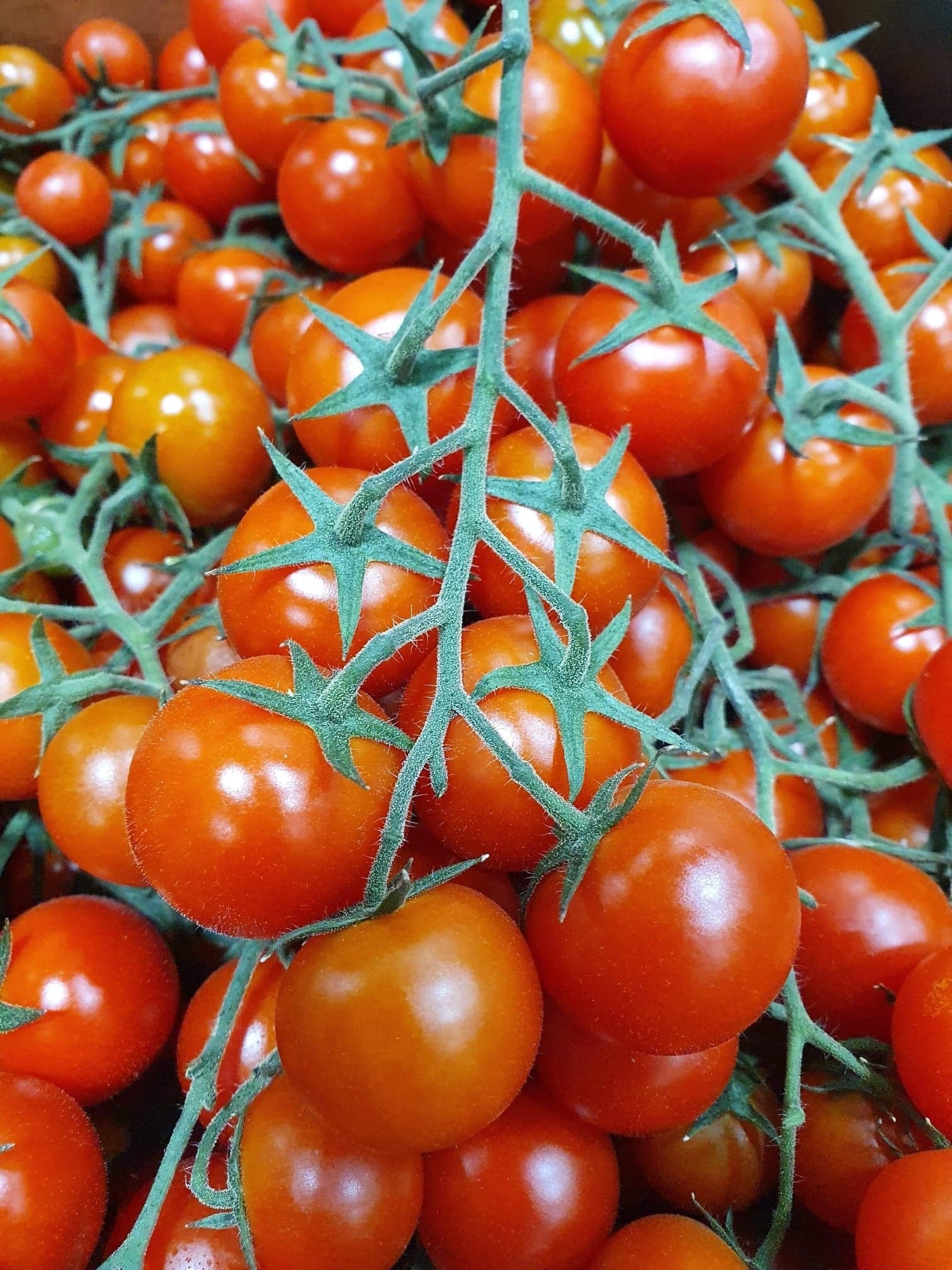 Tomatoes Cherry Truss | D'Alia's